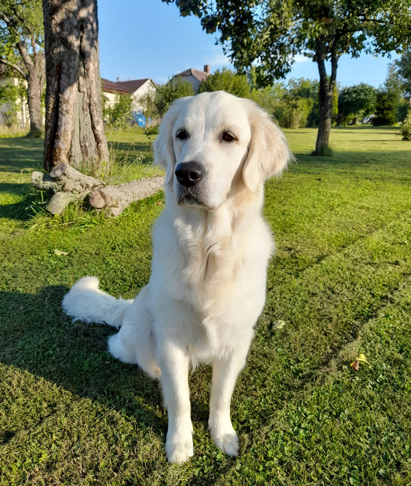 Gold Sweetheart Dixie